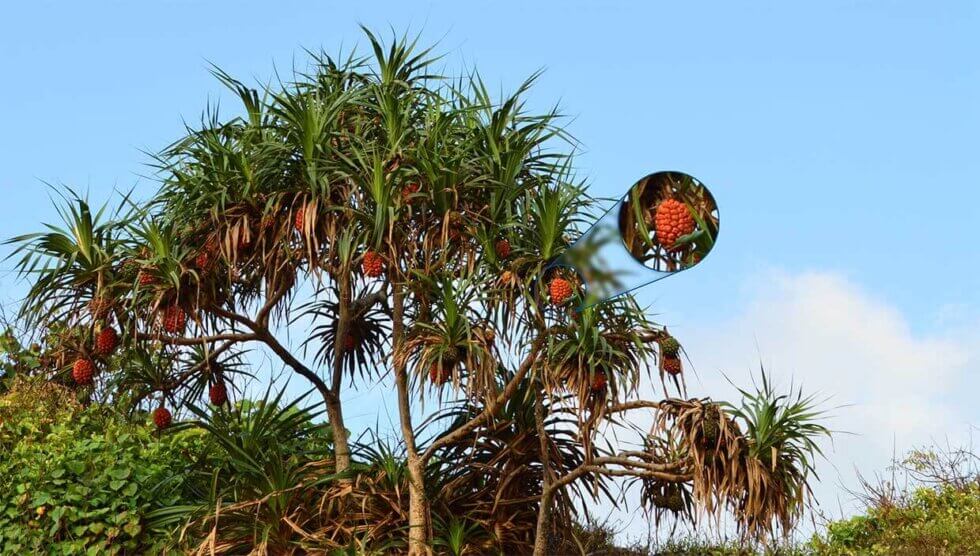 The Hawaiian Pineapple - It's Mystery and Fame | 2020